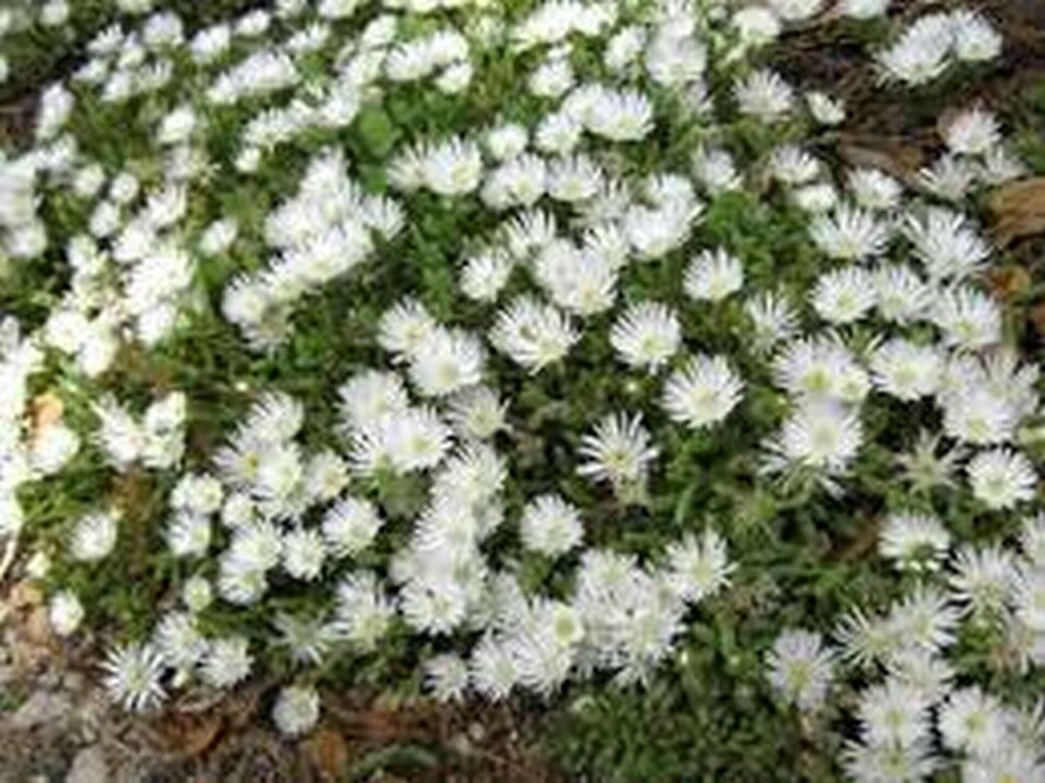 100 Pcs White Ice Plant Livingston Daisy Flower Seeds #MNSS - Seeds & Bulbs