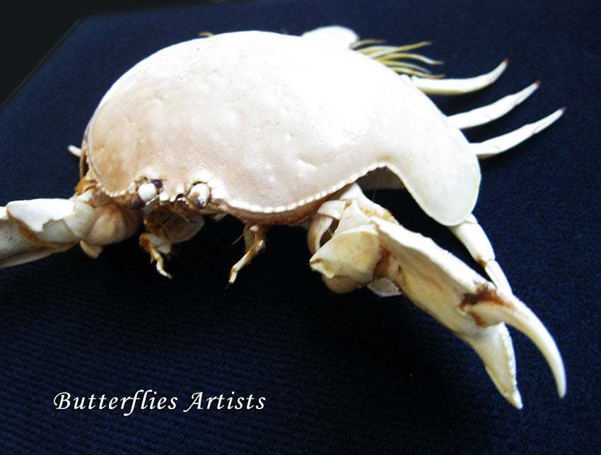 Calappa Box Crab Shame Faced Real Framed Taxidermy Museum Quality ...