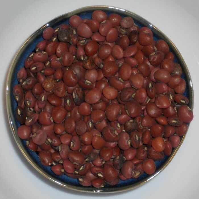 Chinese Red Pea Seed - Southern Peas Field Cowpea & Forage Seeds (1 ...