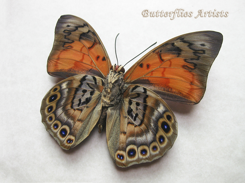 Hybrid Butterfly Prepona Dexamenus Agrias Caudina VERY RARE Double ...