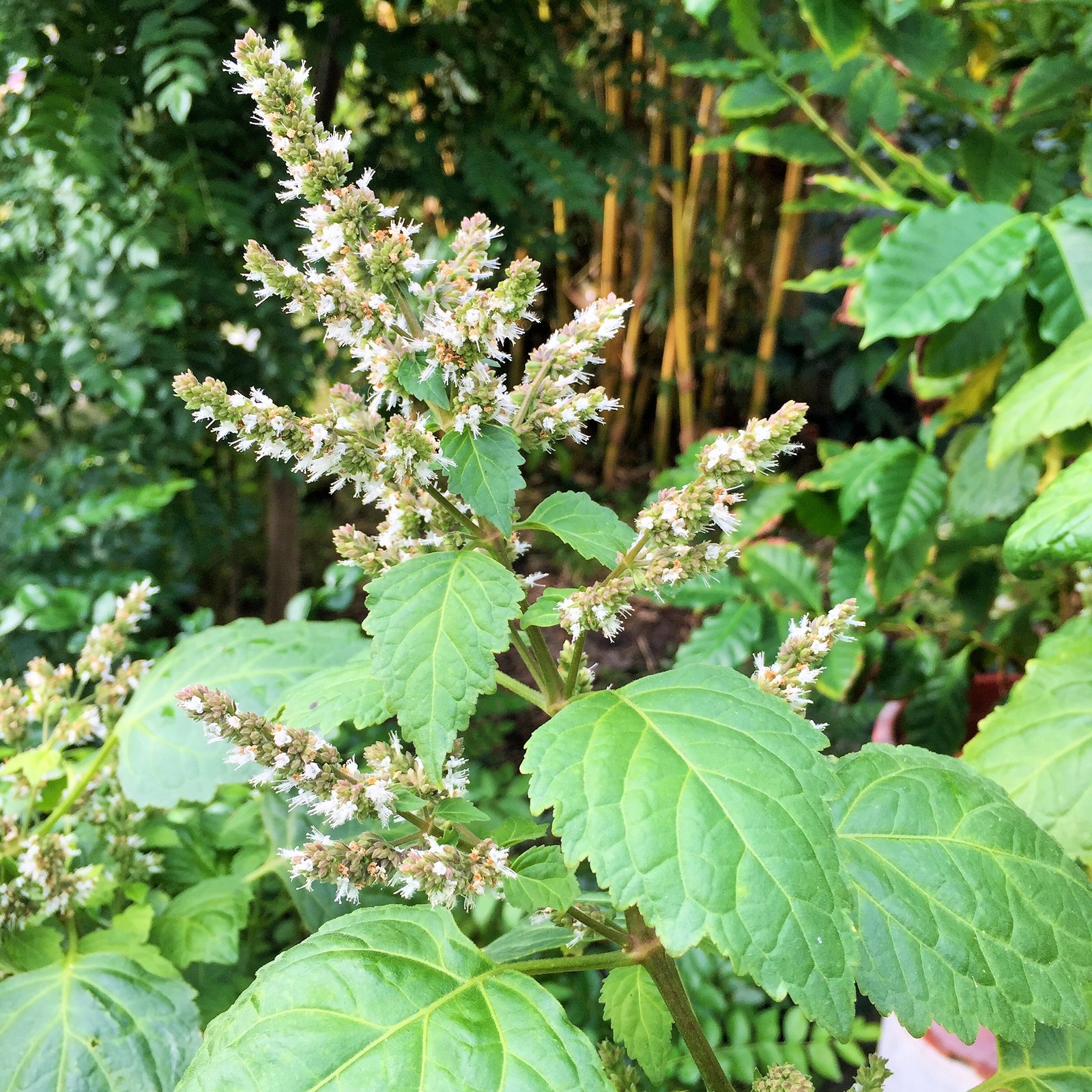 Patchouli Seeds (Pogostemon cablin) 50+ Rare Organic Medicinal Herb ...