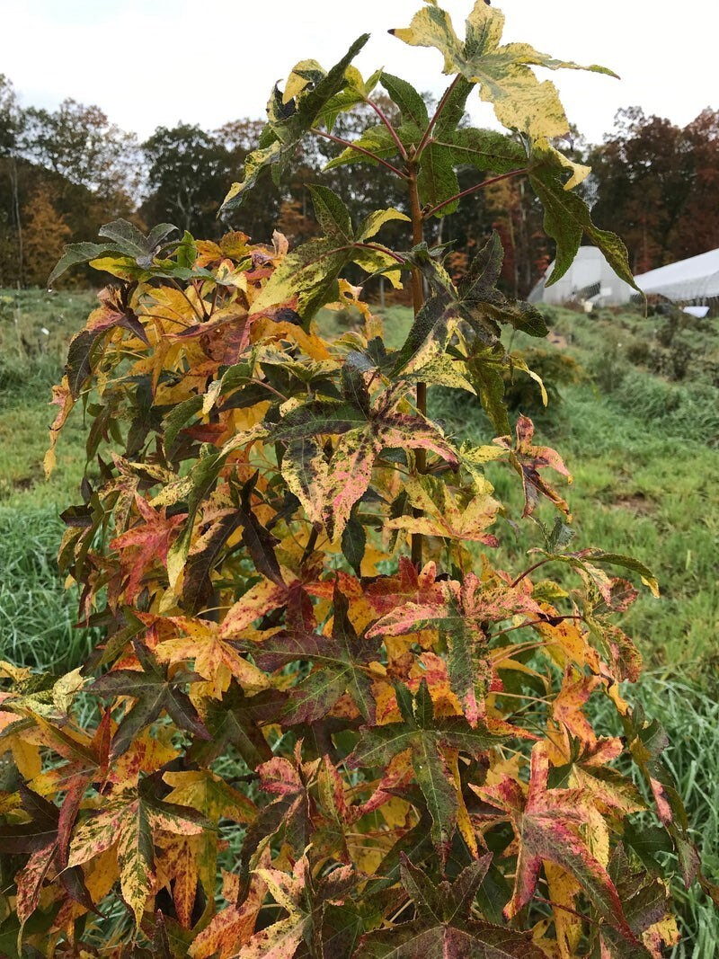Liquidambar styraciflua ‘Variegata’ grafted Variegated Sweetgum 24 ...