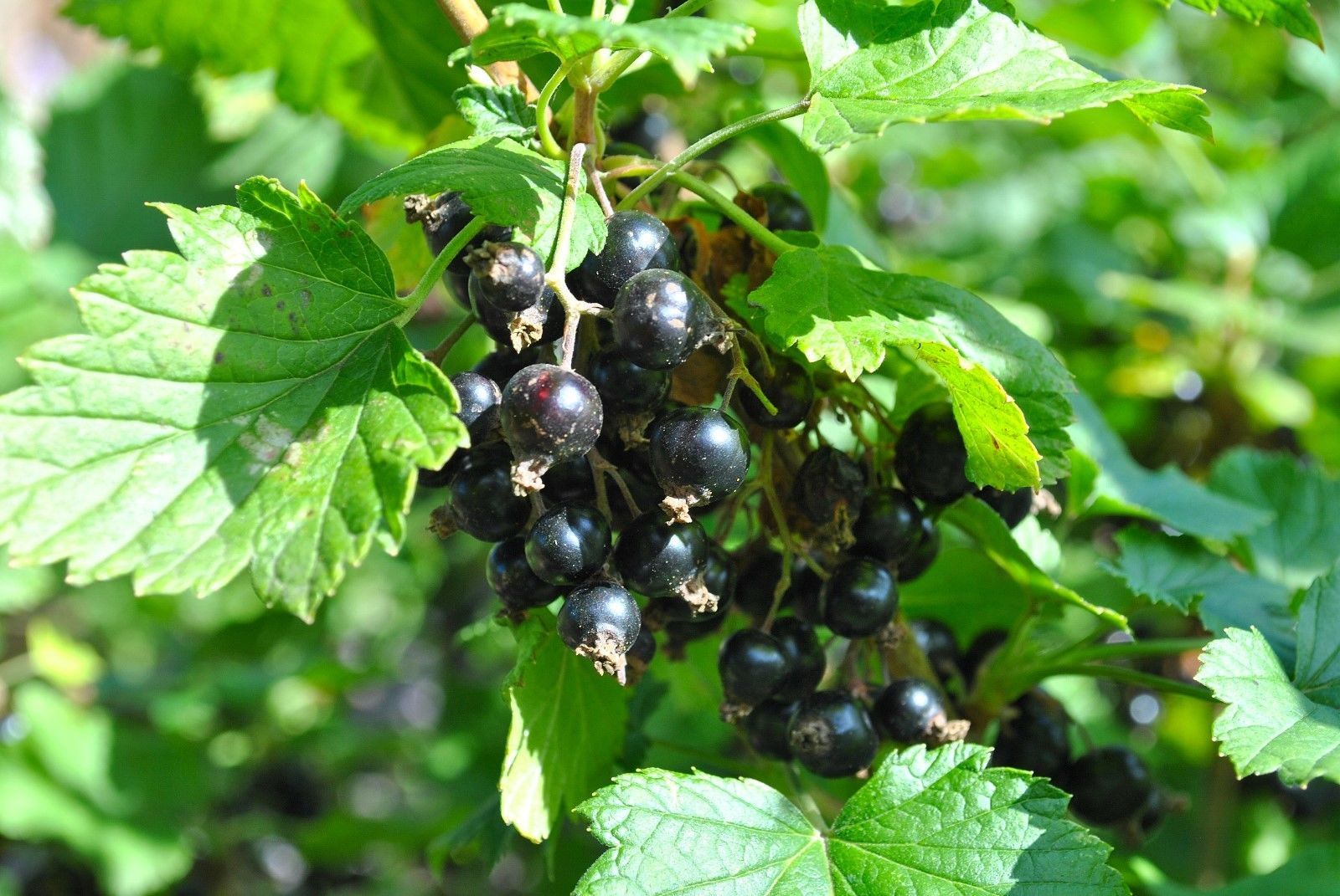 Consort Black CURRANT Ribes Nigrum Bunches Black Juicy Fruit 100 SEEDS ...