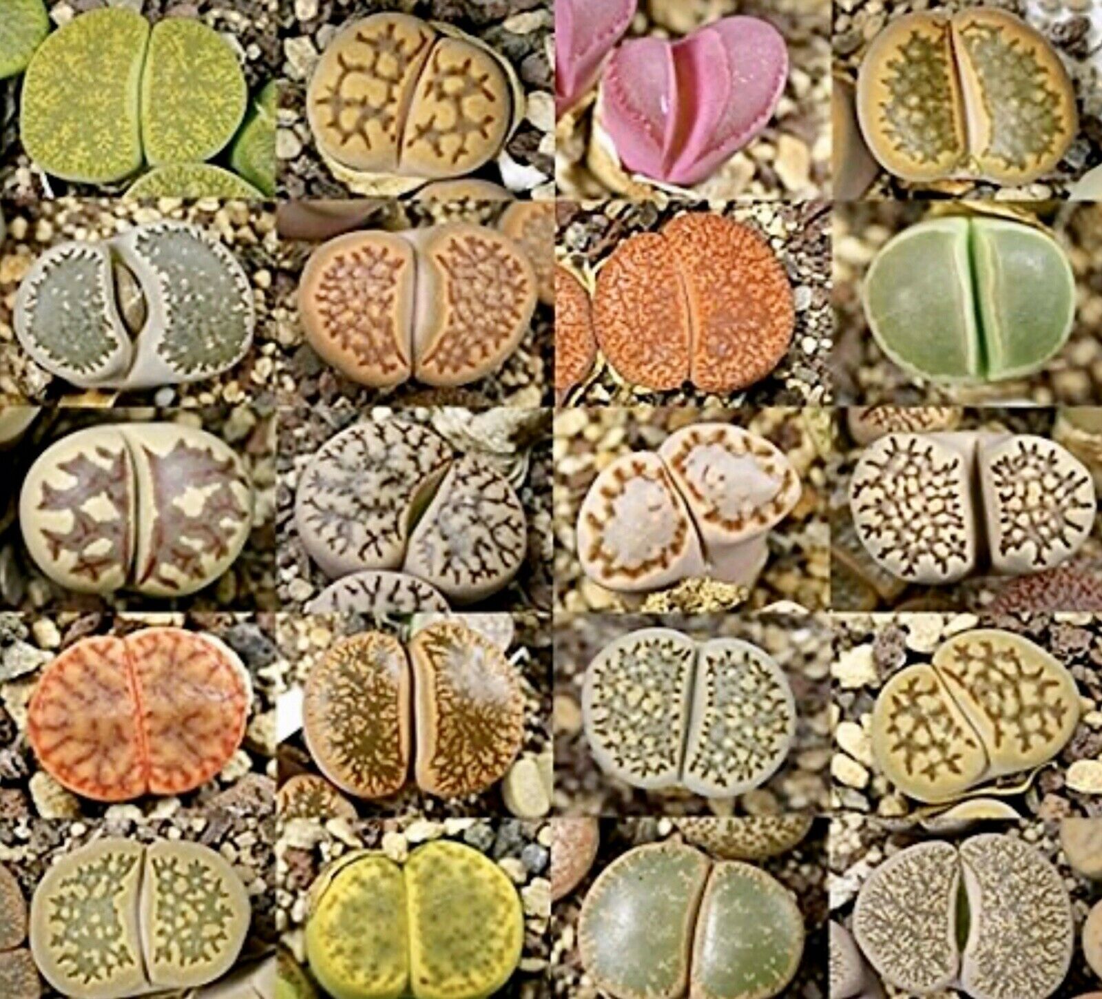 Lithops Rare Living Stones Plant Succulent Cactus Fresh 50 Viable Seeds ...
