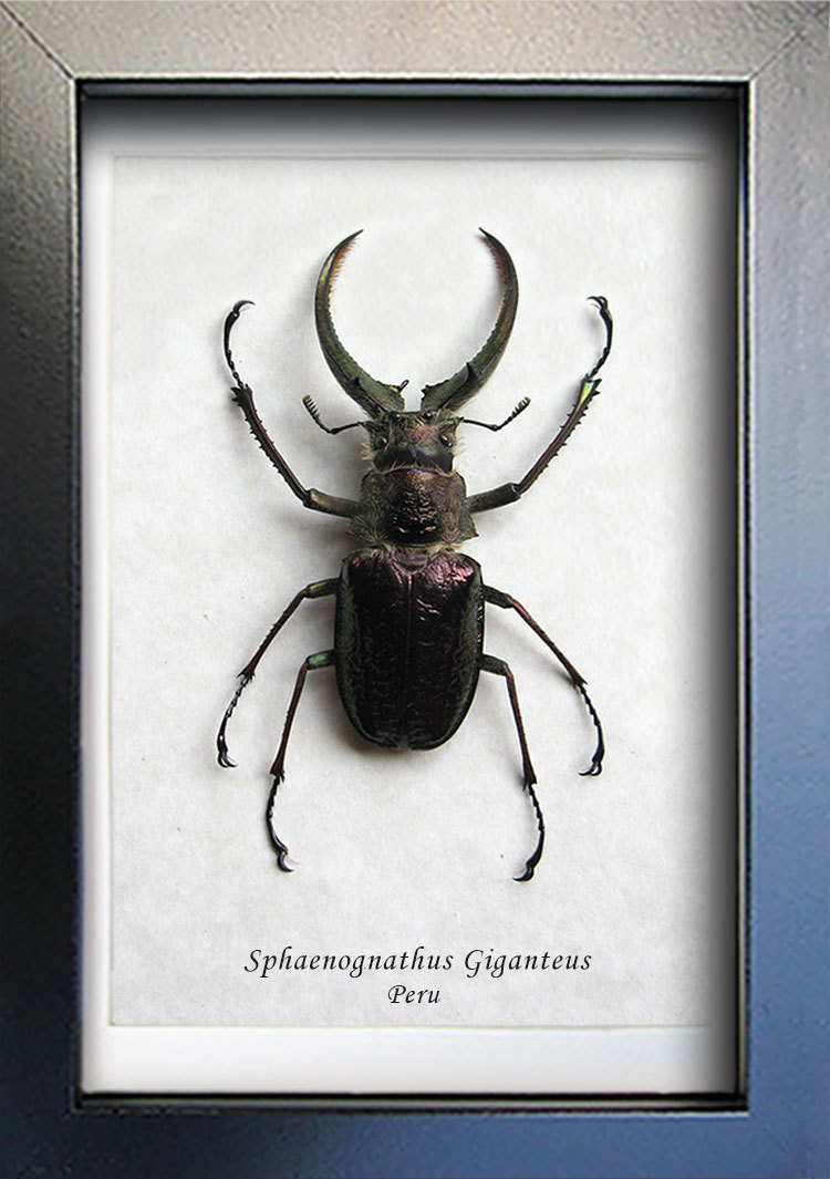 Sphaenognathus Gigantheus 4 Eyes Stag Beetle Real Framed Entomology ...