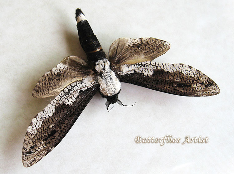 Unusual Moth Xyleutes Persona Cossidae Entomology Collectible Museum ...