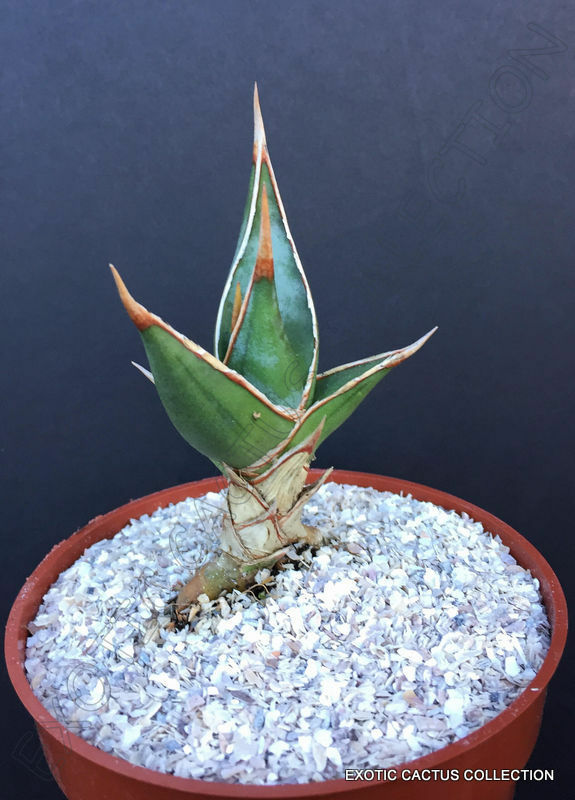 WALKING SANSEVIERIA pinguicula , rare snake succulent cactus cacti 4 ...