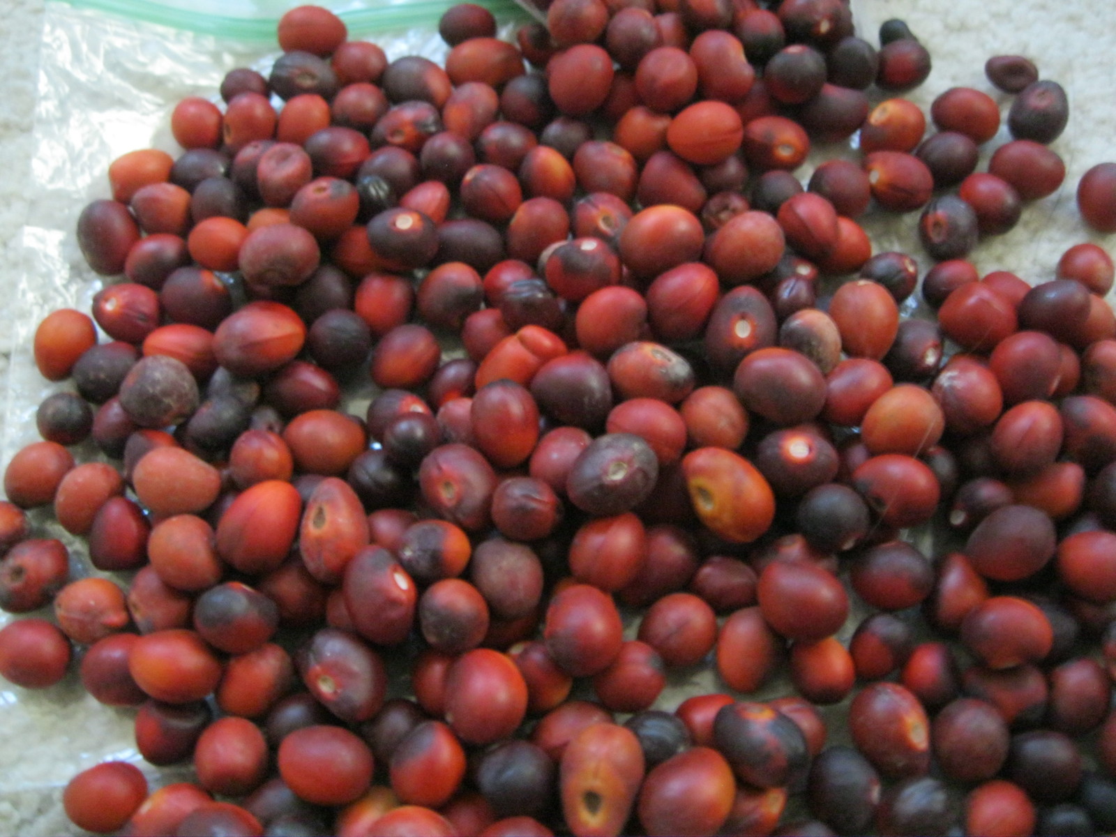 200 + MESCAL BEAN Seeds Jewelry Ceremony Planting Texas Mountain Laurel ...