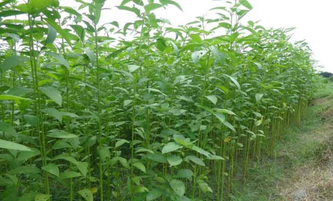 Corchorus Capsularis 20 Seeds, White Jute and similar items