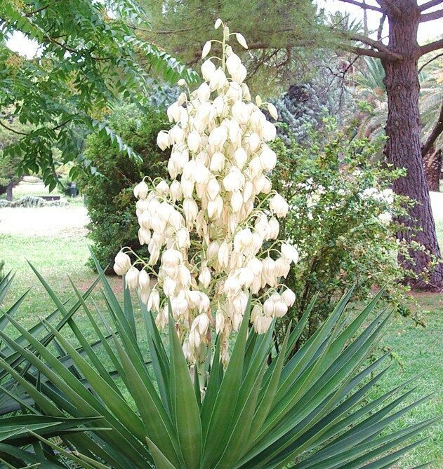 Spanish Bayonet, rare YUCCA ALOIFOLIA agave garden Dagger Plant seed ...
