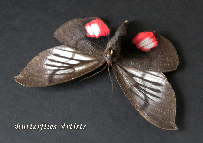 Phyllodes Consobrina Rare Giant Pink Noctuoid Moth Framed Entomology ...