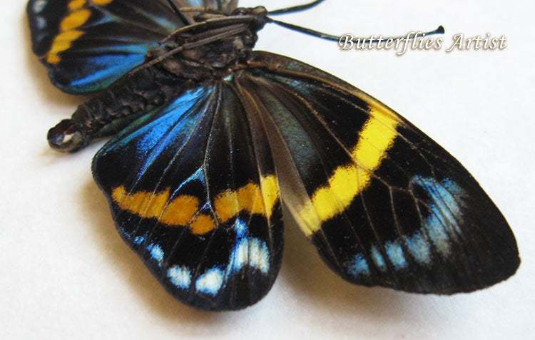 Real Day Flying Moth Eterusia Repleta Framed Entomology Collectible ...