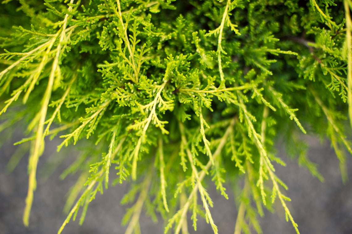 Live Gold Coast Juniper aka Juniperus chin. 'Old Gold' Plant Fit 1 ...
