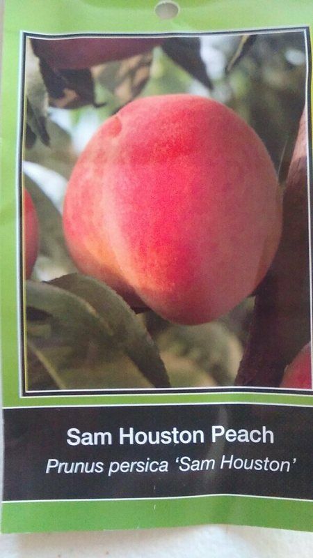 4'-6' SAM HOUSTON PEACH Tree Live Healthy Trees Fruit Garden Plant Home ...