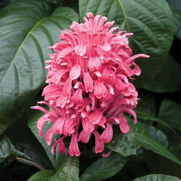 Starter Plant PINK FLAMINGO JUSTICIA CARNEA AKA as Brazilian Plume ...