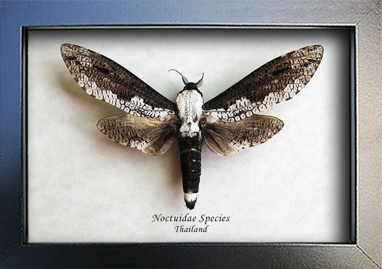 Unusual Moth Xyleutes Persona Cossidae Entomology Collectible Museum ...