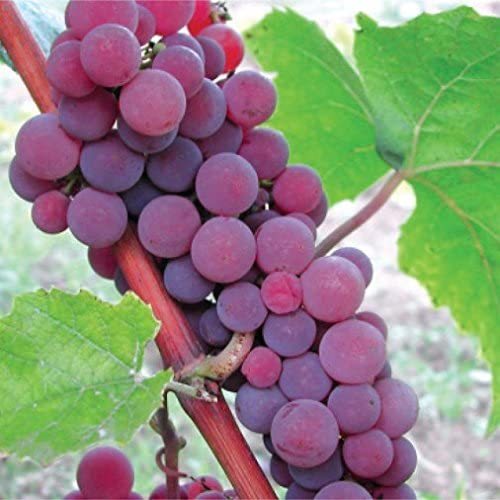 HeirloomSupplySuccess 25 Catawba Grape Seeds - Seeds
