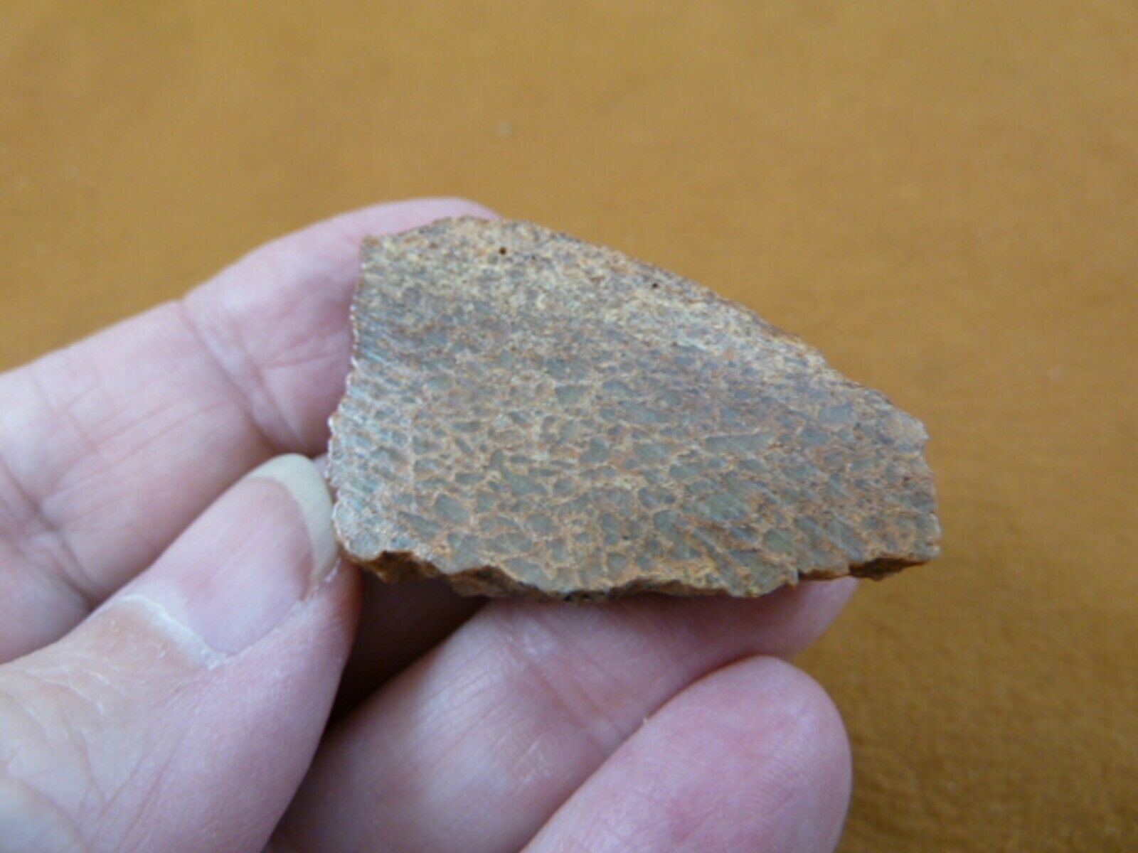 DF301-9) Fossil REAL 1-1/2" DINOSAUR Bone Slice Jurassic Dino love ...