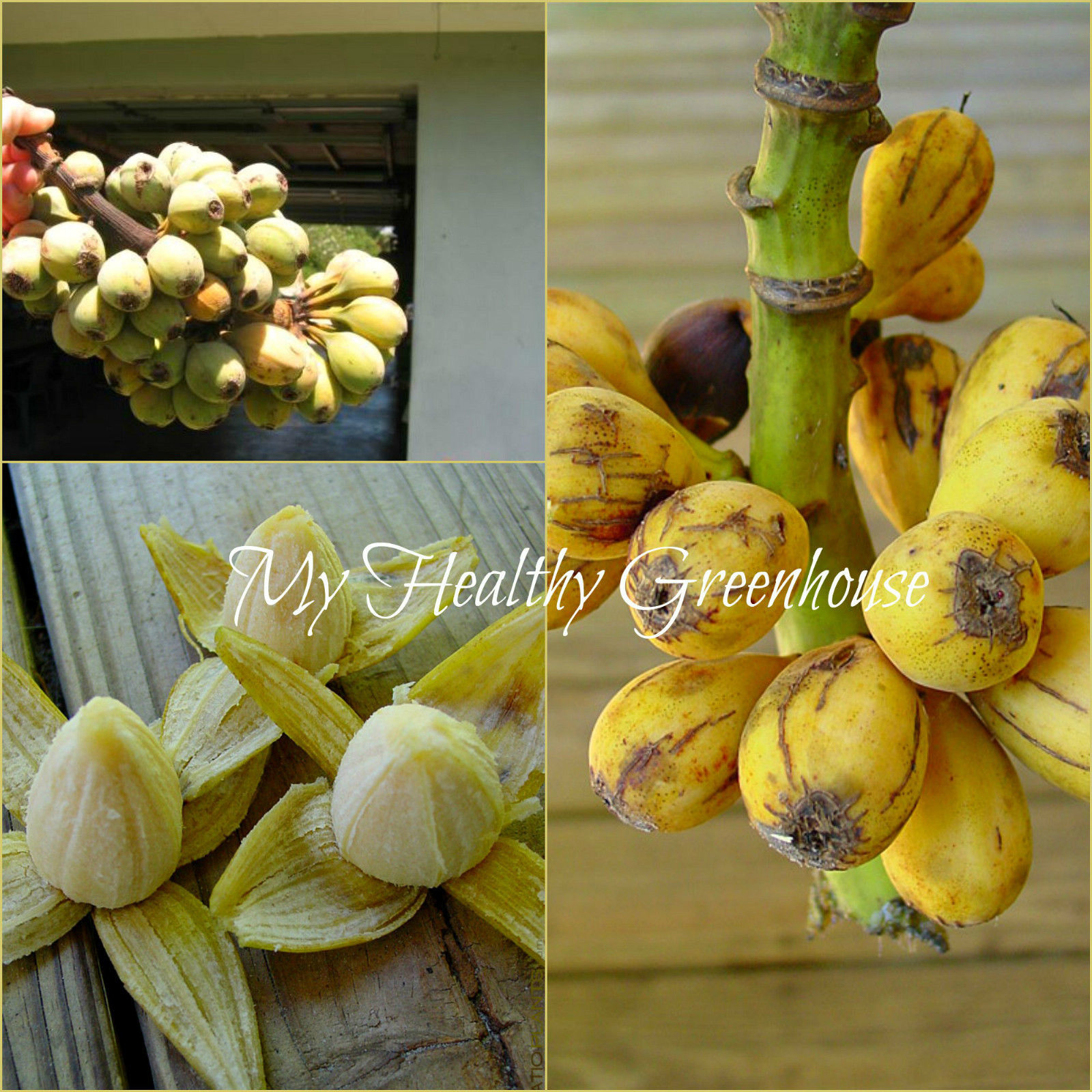 SEEDS – Unusual Shape Musa “Pitogo” Banana, aka “Fig Plantain” – Grows ...
