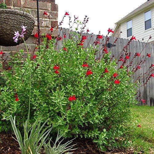 Autumn Sage (Red) Aka Salvia Greggii 'Flame' Live Plant Fit 1 Gallon ...