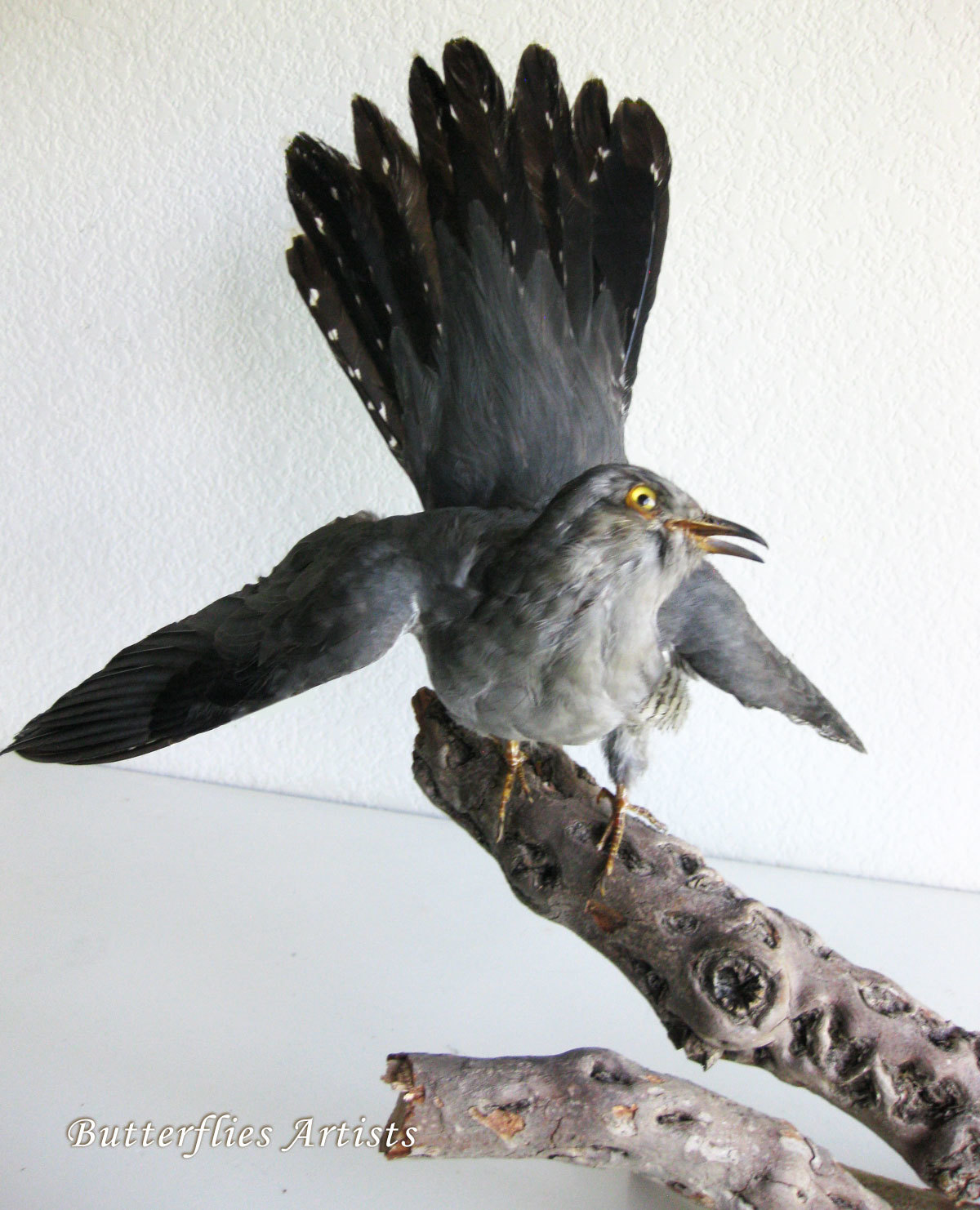 Real Stuffed Bird Cuckoo Cuculus Canorus Taxidermy Hunting Trophy ...