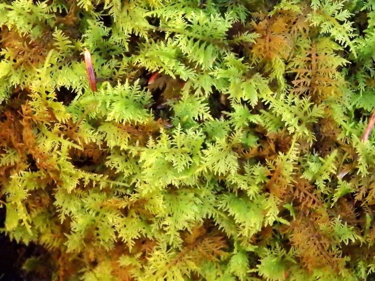 1 Qt Sheet Moss Delicate Fern Moss Spreads Fast! Organic - Plants ...
