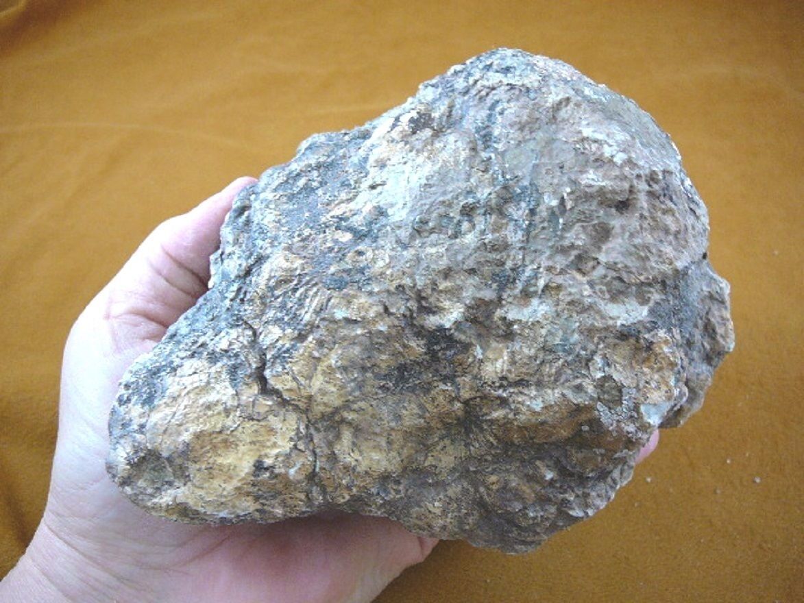 (DF844-167) 3 lb Fossil REAL DINOSAUR POOP Coprolite Dino Valley Utah ...