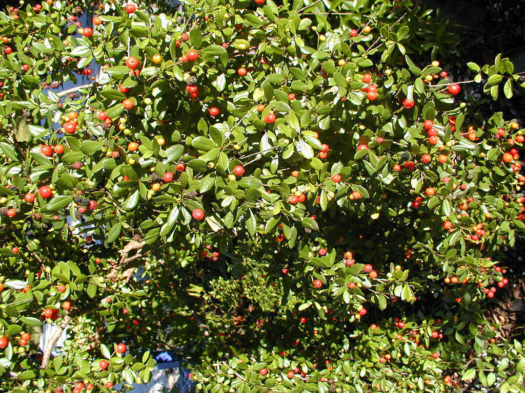 Simpson's Stopper, Myrcianthes fragrans Florida native wild tree seed ...