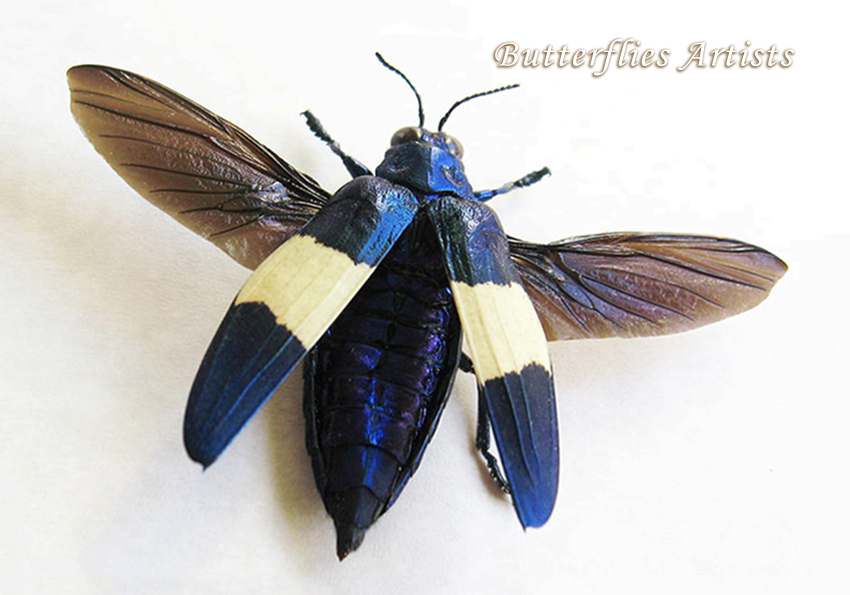 Real Metallic Blue Flying Beetle Chrysochroa Castelnaudi Entomology ...