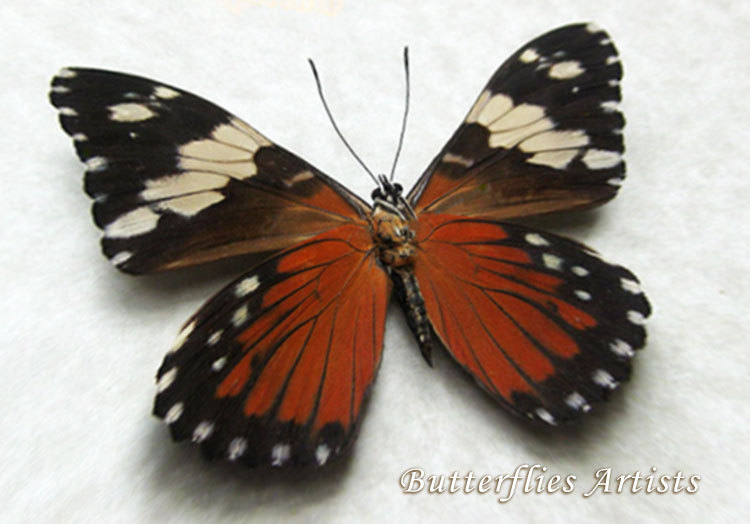 Red Cracker Hamadryas Arinome Real Butterfly Entomology Collectible ...