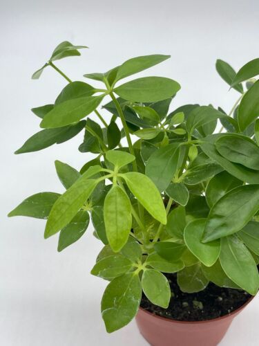 Schefflera Arboricola, 4 inch, Dwarf and similar items