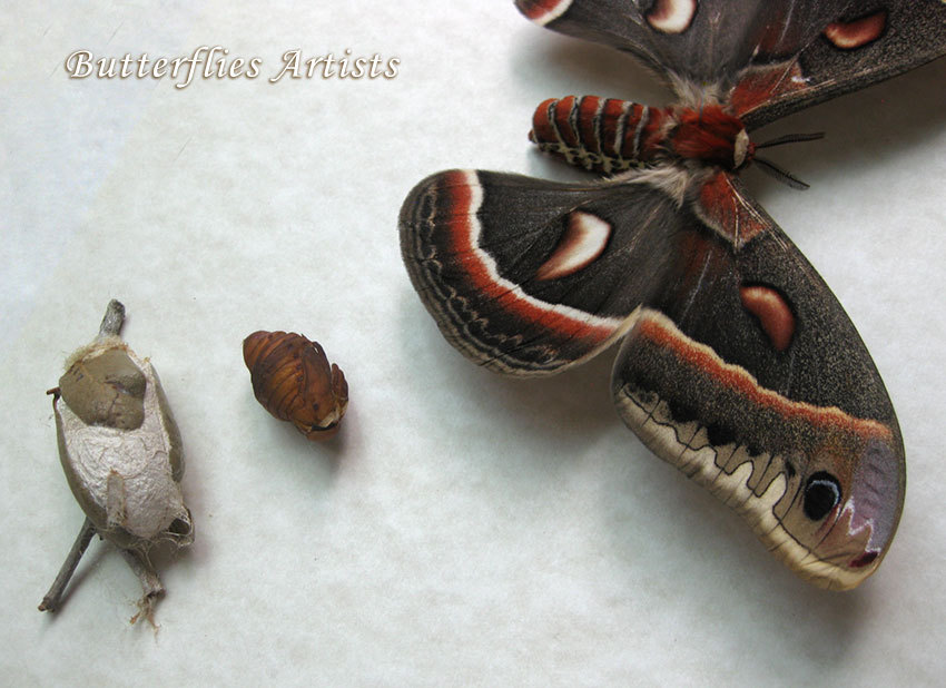 Real Silk Robin Moth Pupa Cocoon Hyalophora Cecropia Entomology ...