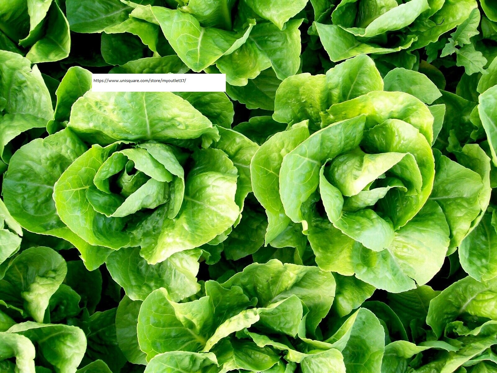 Parris Island Romaine Lettuce Seeds - Vegetable Seeds - BOGO - Seeds ...