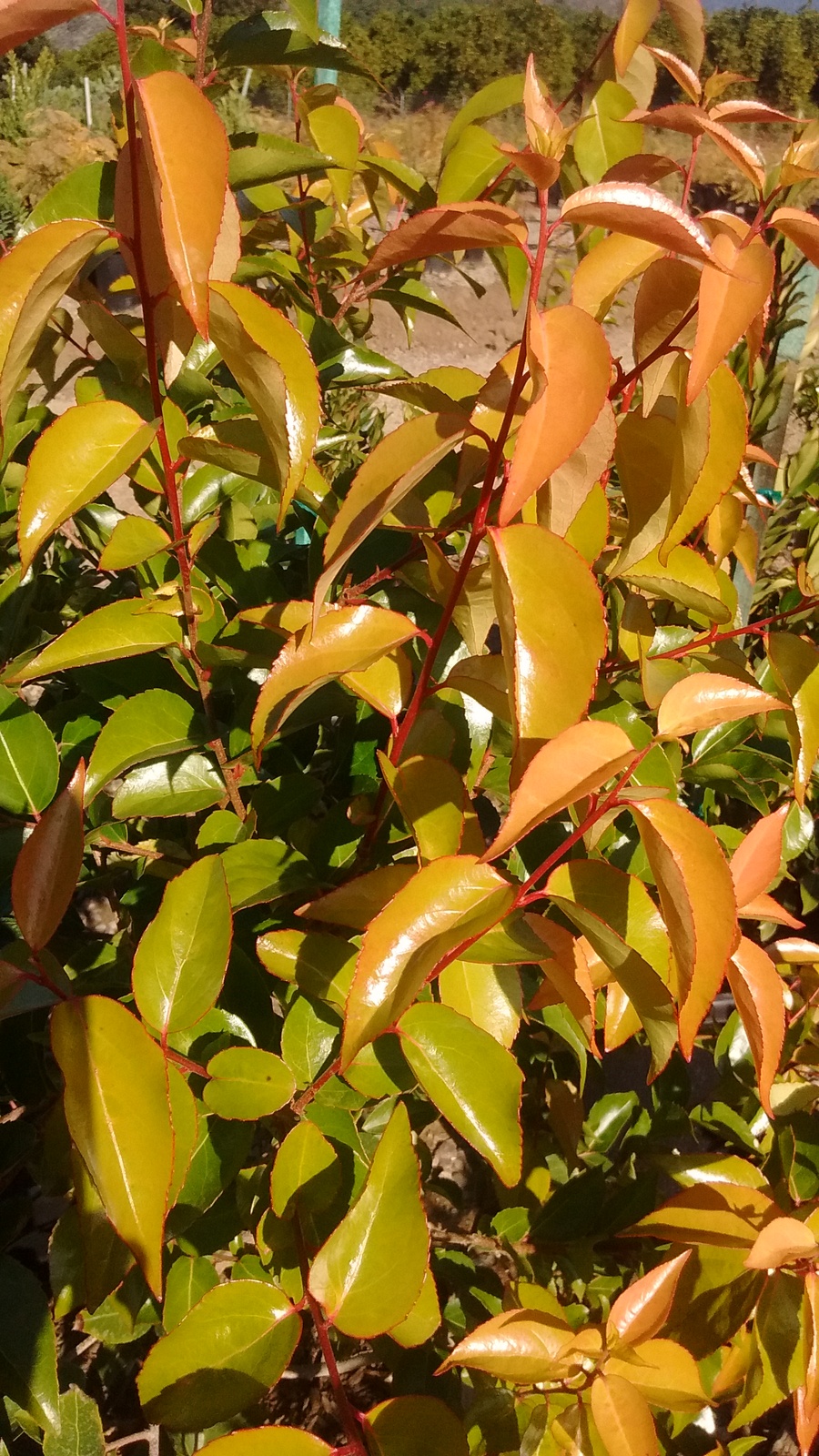 Live Shiny Xylosma aka Xylosma congestum 'Compacta' Plant Fit 1 Gallon ...