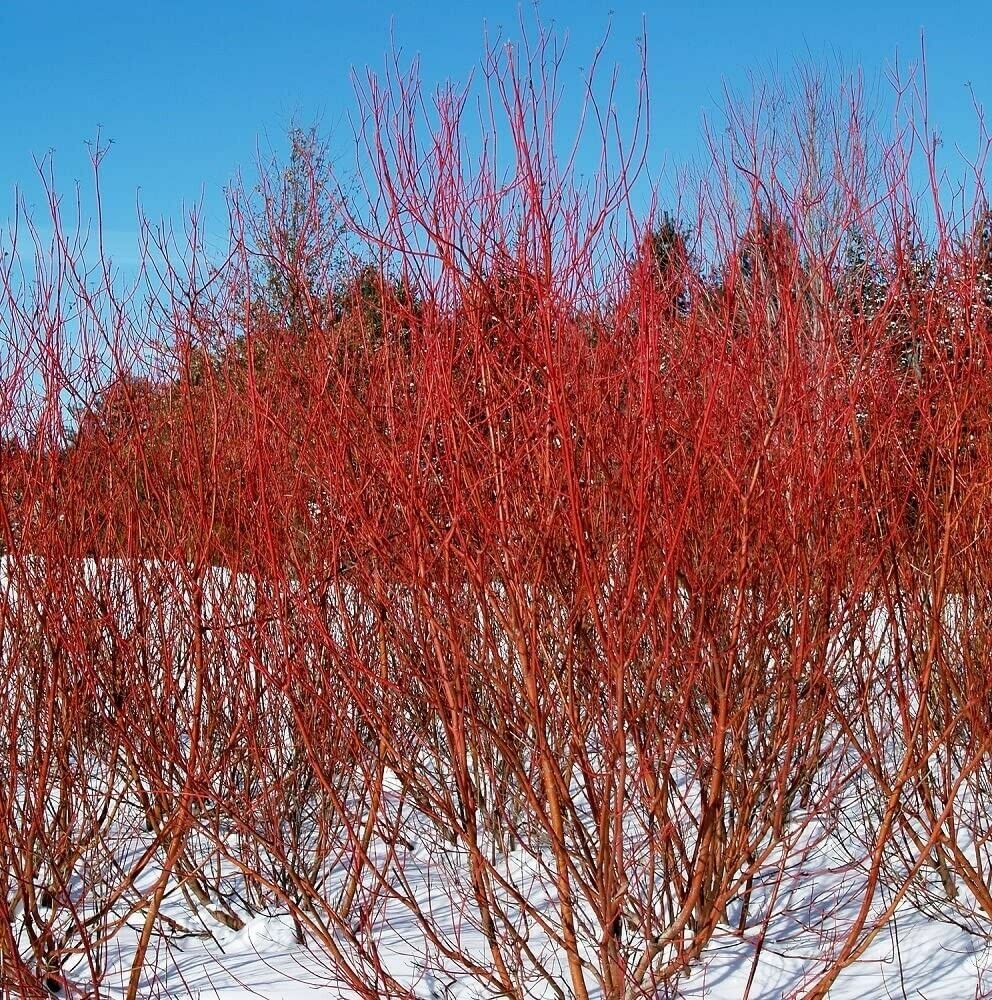 4" Pot Cornus Sericea Stolonifera Red Baileyi Twig Dogwood Live Plant ...