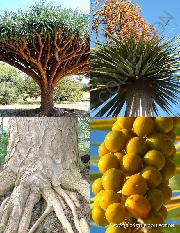 Dragon's Blood Tree, Dracaena draco rare Canary Island palm bonsai seed ...