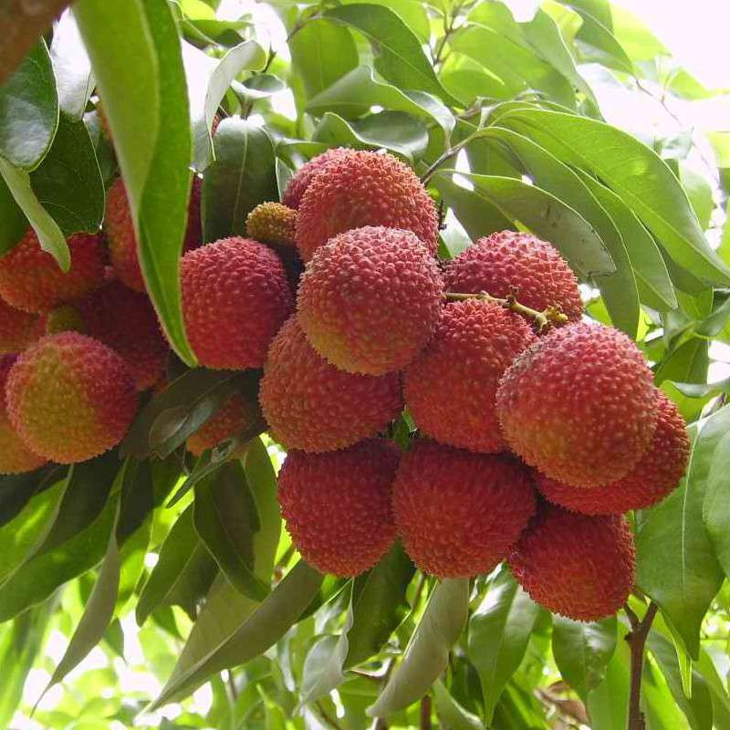 Succulent Plants Lychee Lychy Litchi Seeds, Leechee Fruit Tree Seeds ...