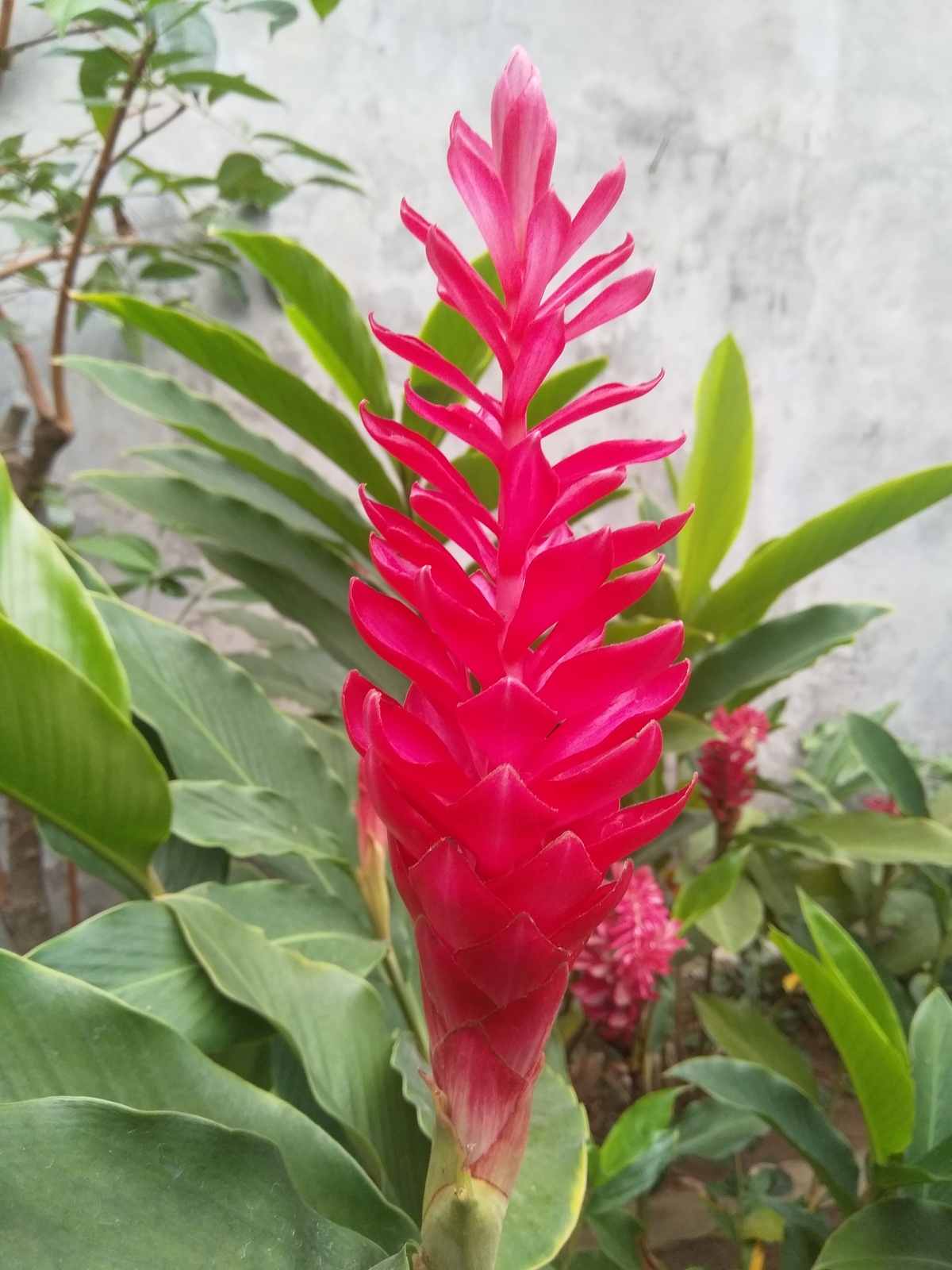 Live Plant Dwarf Red Ginger - Alpinia purpurata - Outdoor Living ...