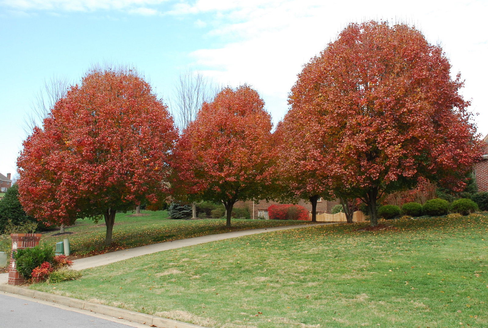 30 Bradford Pear, Pyrus calleryana, (Callery Pear) Tree Seeds (Fast ...