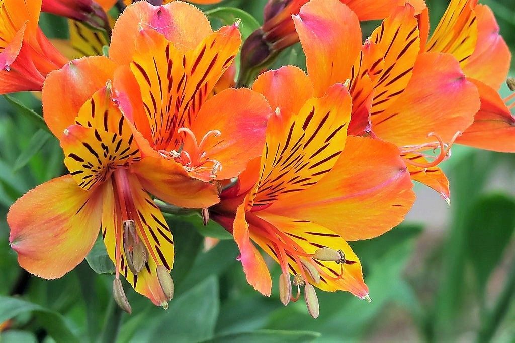 20 Pcs Mix Peruvian Lily Flower Seeds #MNSB - Seeds & Bulbs