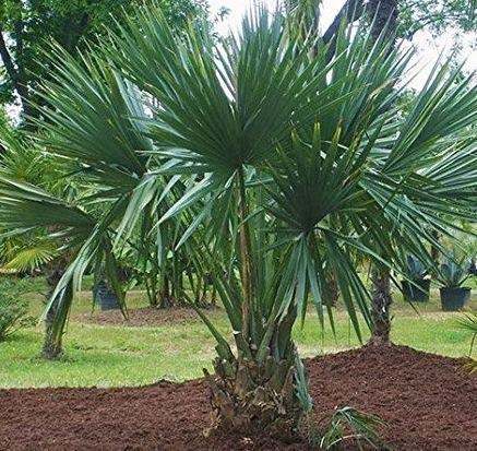 Sabal minor - Plants, Seeds & Bulbs