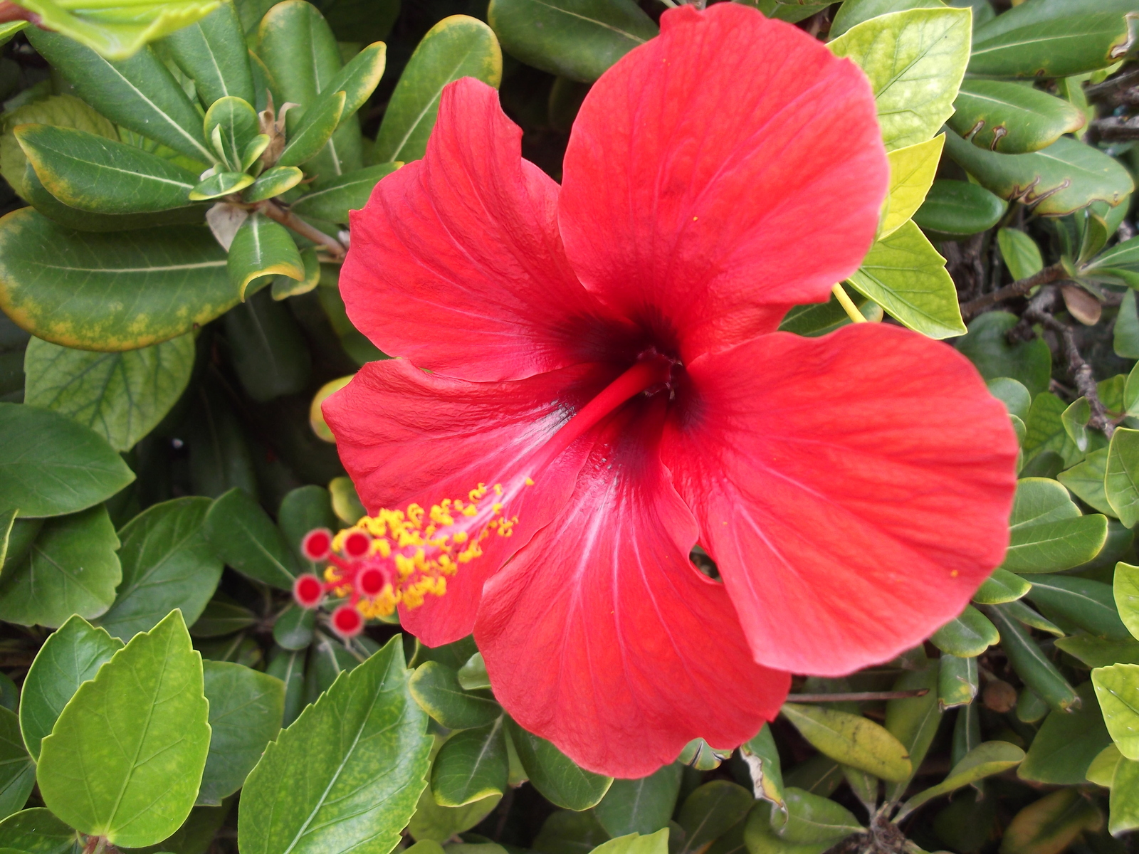 Hawaiian Red Hibiscus Cutting 1 pack - Other Plants, Seeds & Bulbs