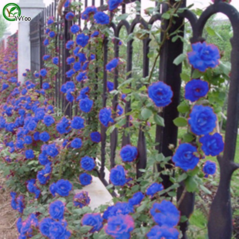 30 Seeds /Pack, Rare Blue Climbing Rose Seeds, Very Beautiful Climbing ...