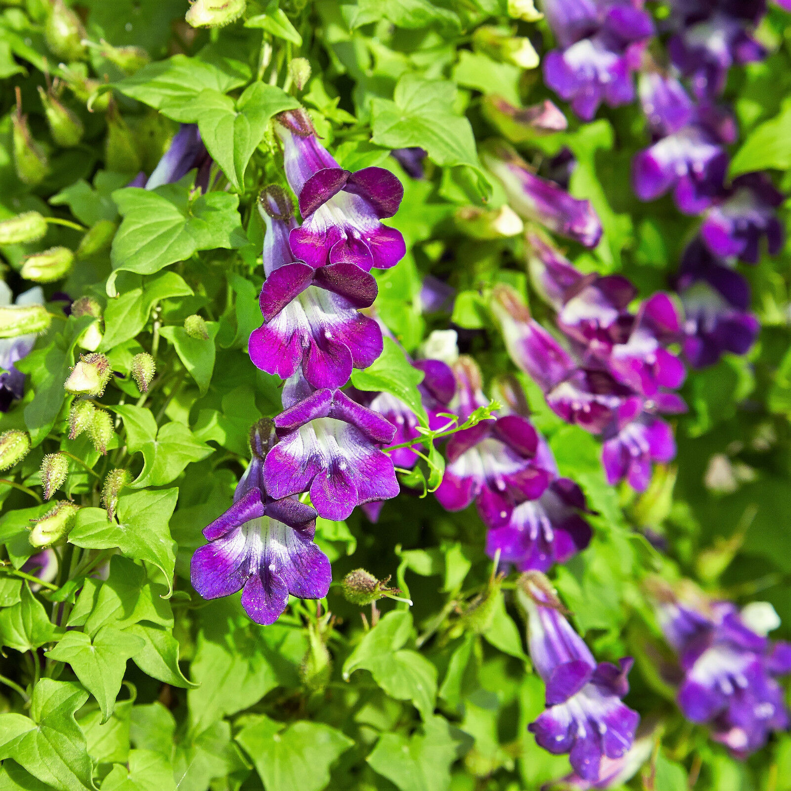 10 Pcs Mix Dragonsnap Vine Asarina Flower Seeds #MNSB - Seeds & Bulbs
