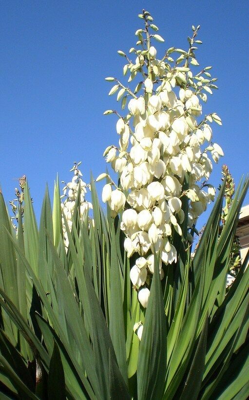 Spanish Bayonet, rare YUCCA ALOIFOLIA agave garden Dagger Plant seed ...