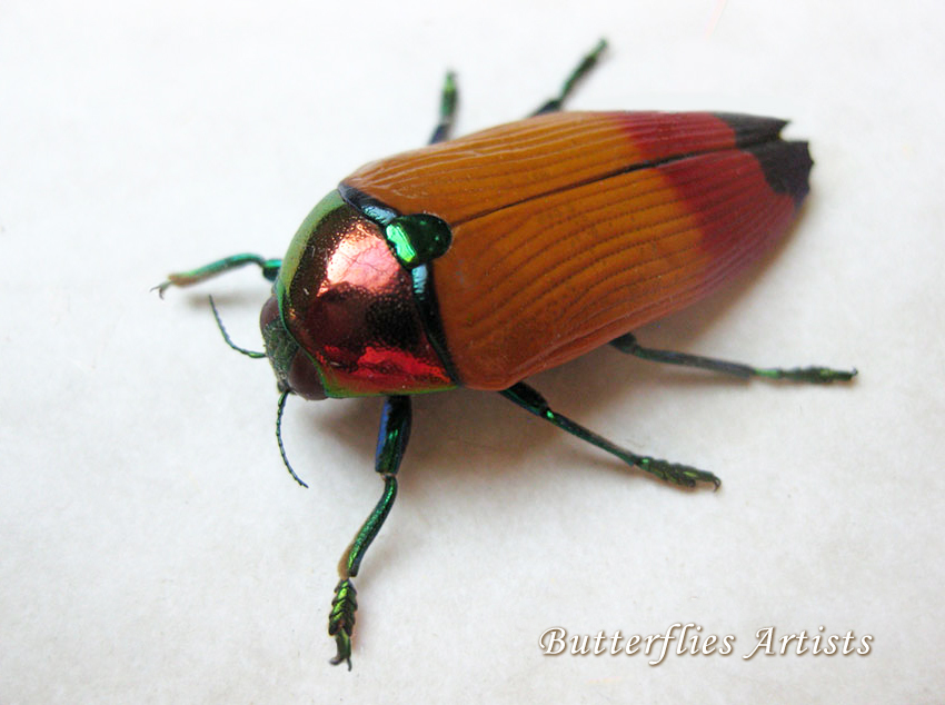 Metaxymorpha Apicalis Rainbow Beetle Framed Entomology Collectible ...