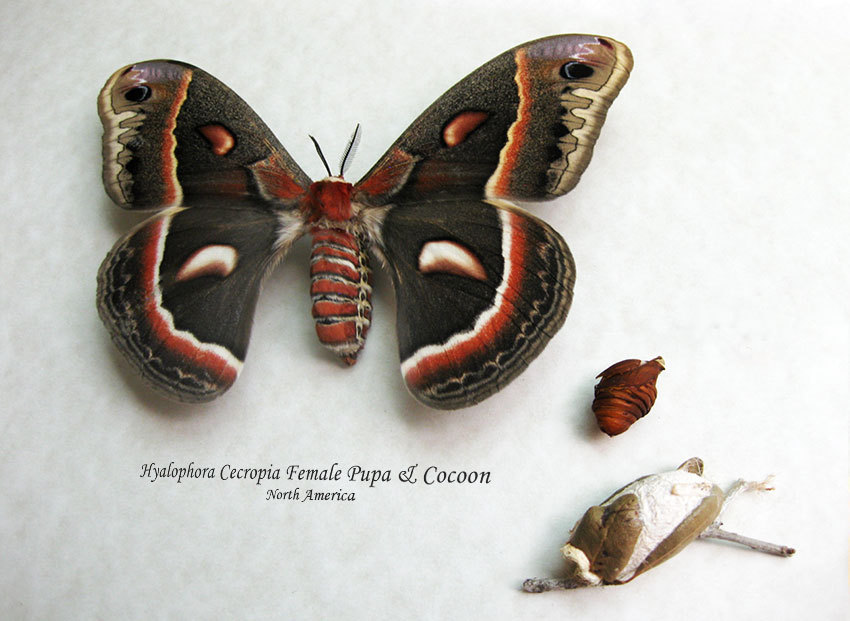 Real Silk Robin Moth Pupa Cocoon Hyalophora Cecropia Entomology ...