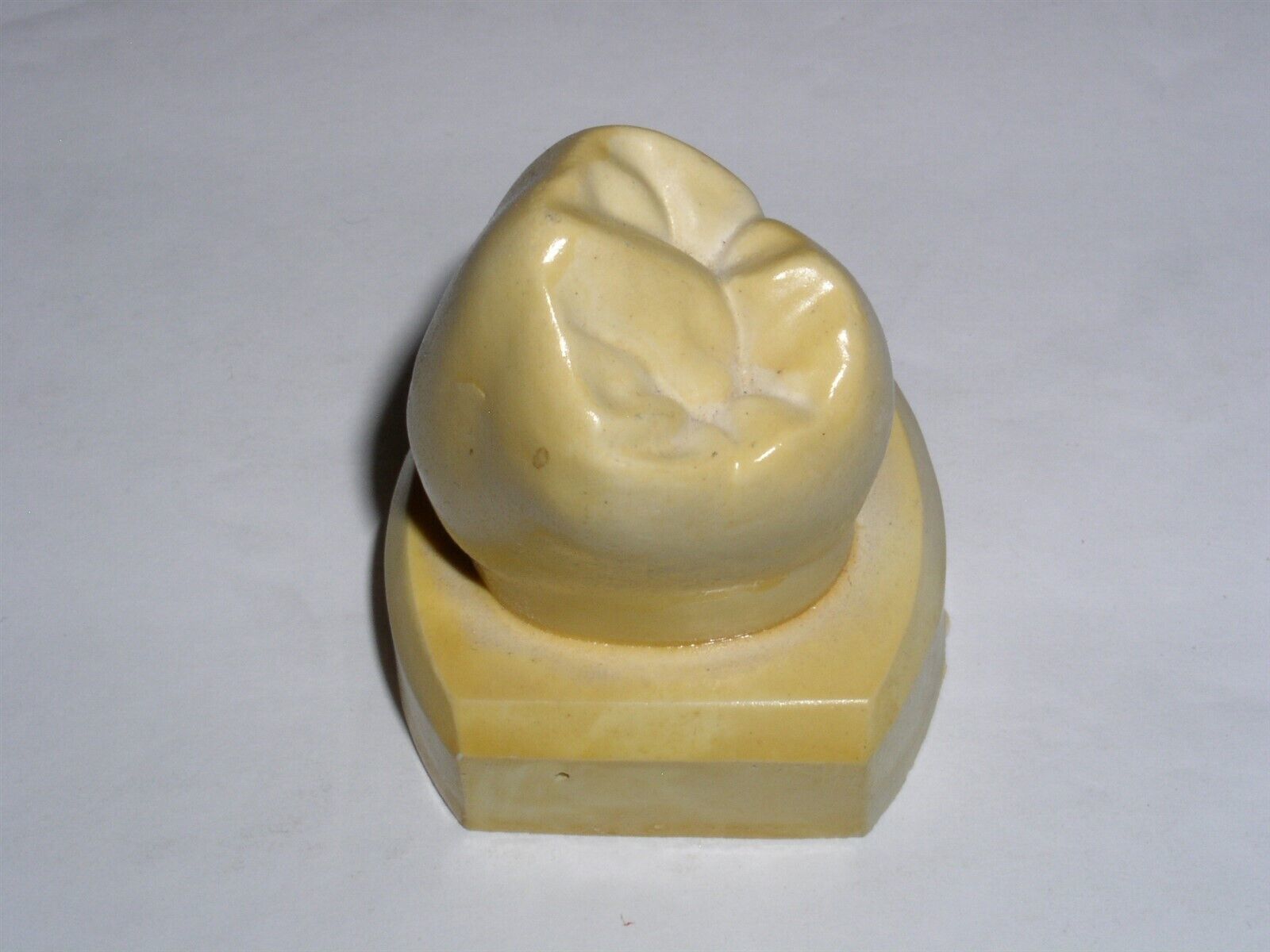 Dental Tooth Model Plaster Cast Anatomy Morphology Teaching Lower 1st ...