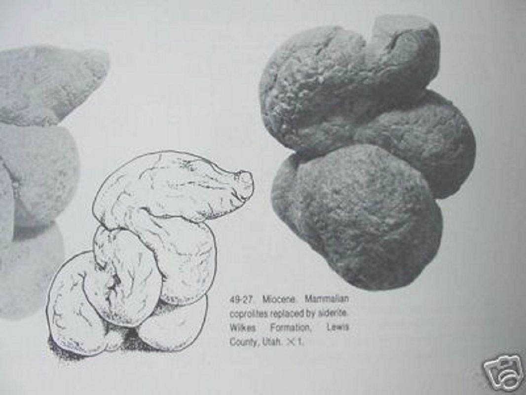 (PP454) 1" Genuine Fossil Turtle Poop and similar items