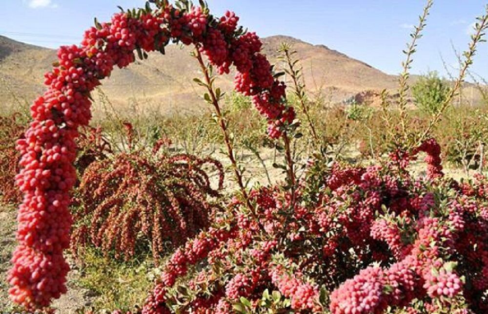 PERSIAN ZERESHK, PERSIAN BERRIES , BARBERRY - Dried Fruit & Veg